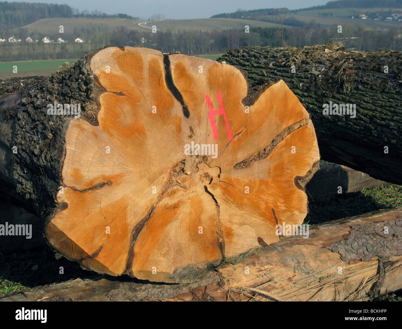 cut tree trunk with red markings in the wood Stock Photo - Alamy