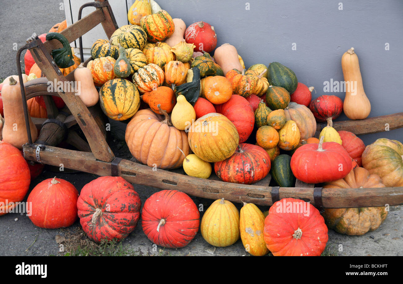 pumpkin selection of different varieties of pumpkin in a wheelbarrow ...