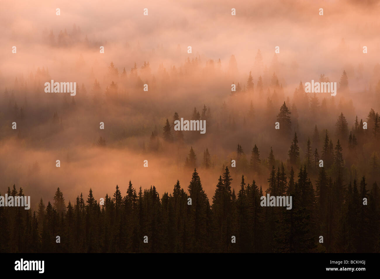 Shadowy forest scene hi-res stock photography and images - Alamy
