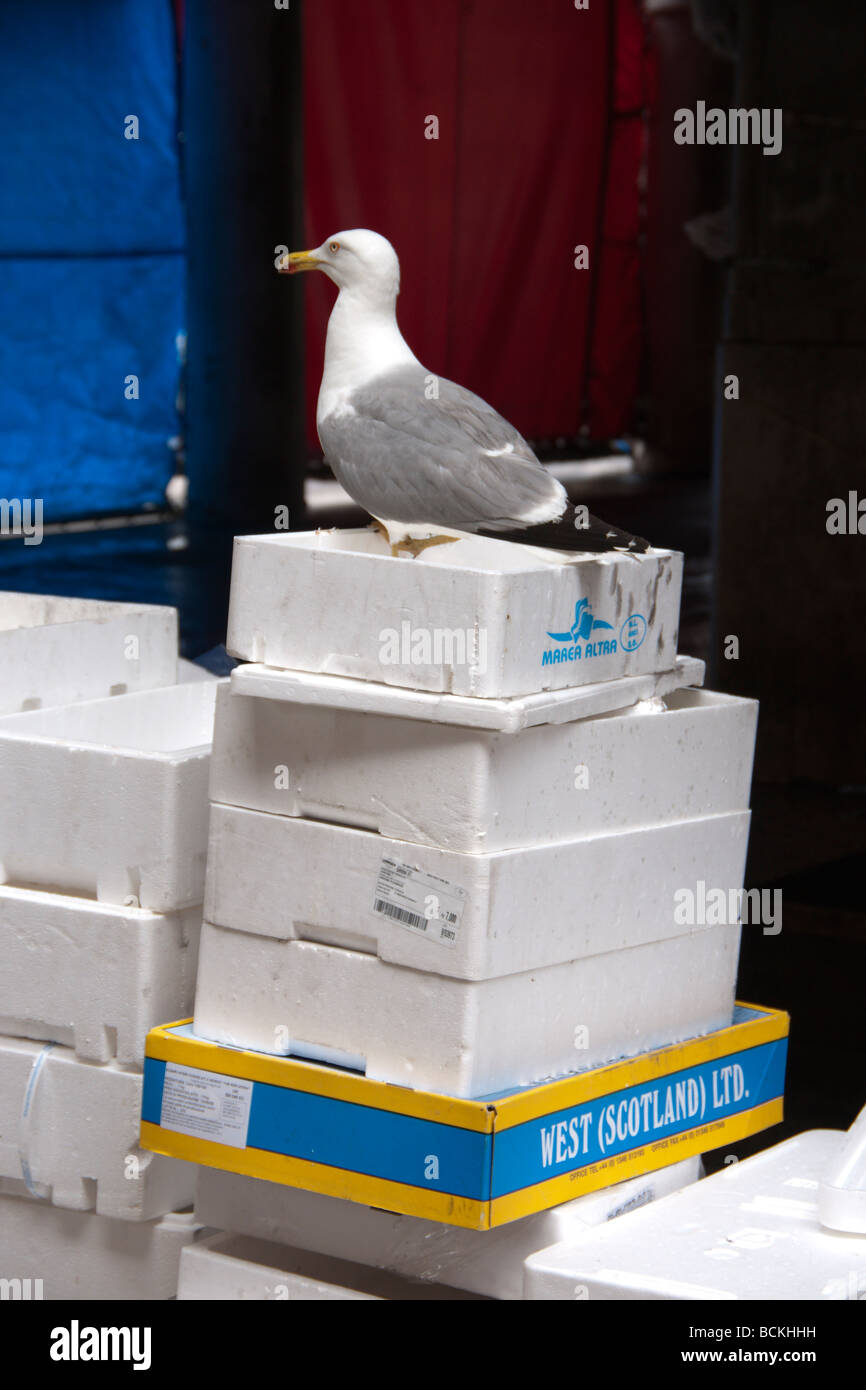 Fish entrails hi-res stock photography and images - Alamy