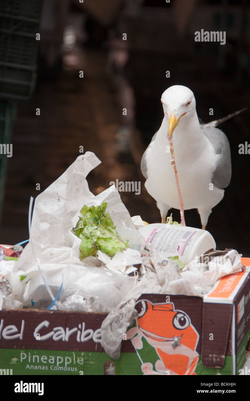 Venice - the Rialto market seagull scavenging fish guts Stock Photo - Alamy
