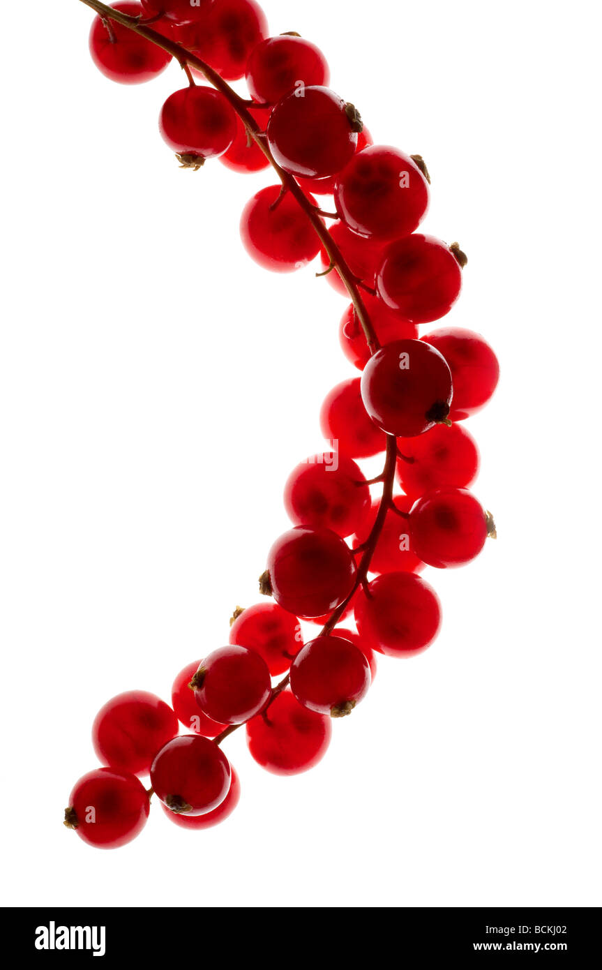 Cranberries on white background Stock Photo - Alamy