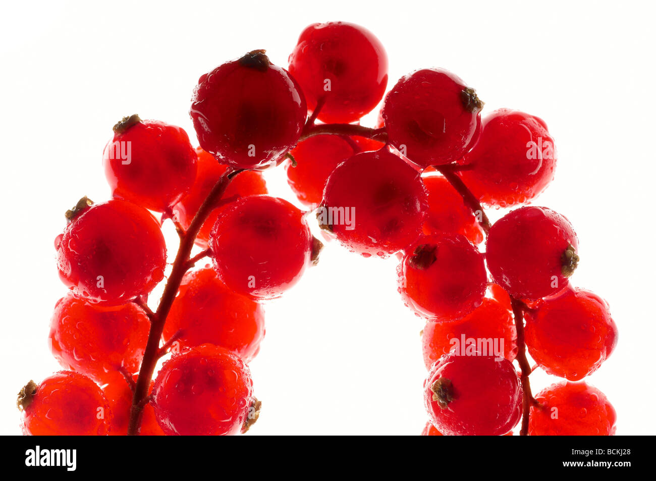Cranberries on white background Stock Photo - Alamy