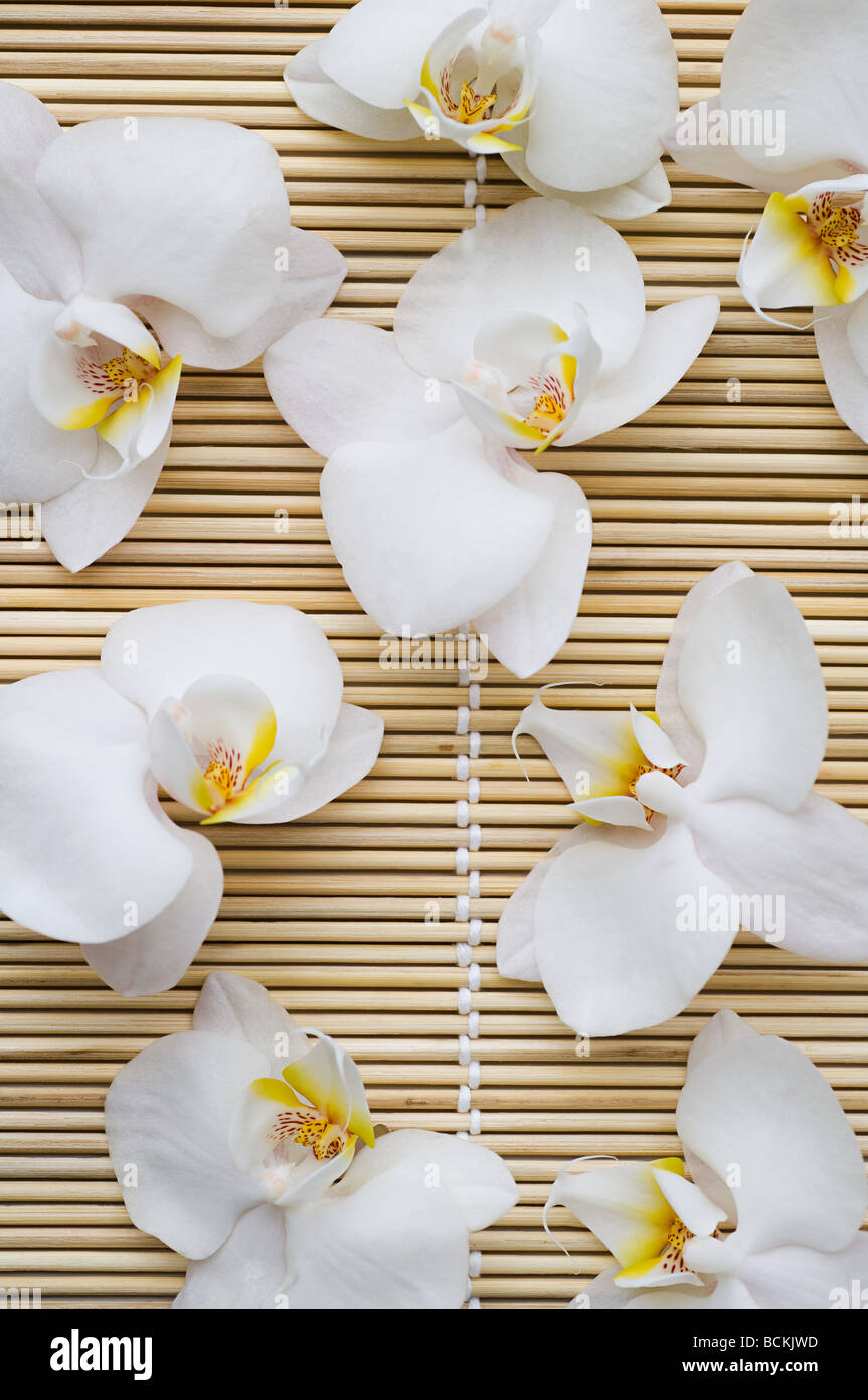 Medium orchid hi-res stock photography and images - Alamy