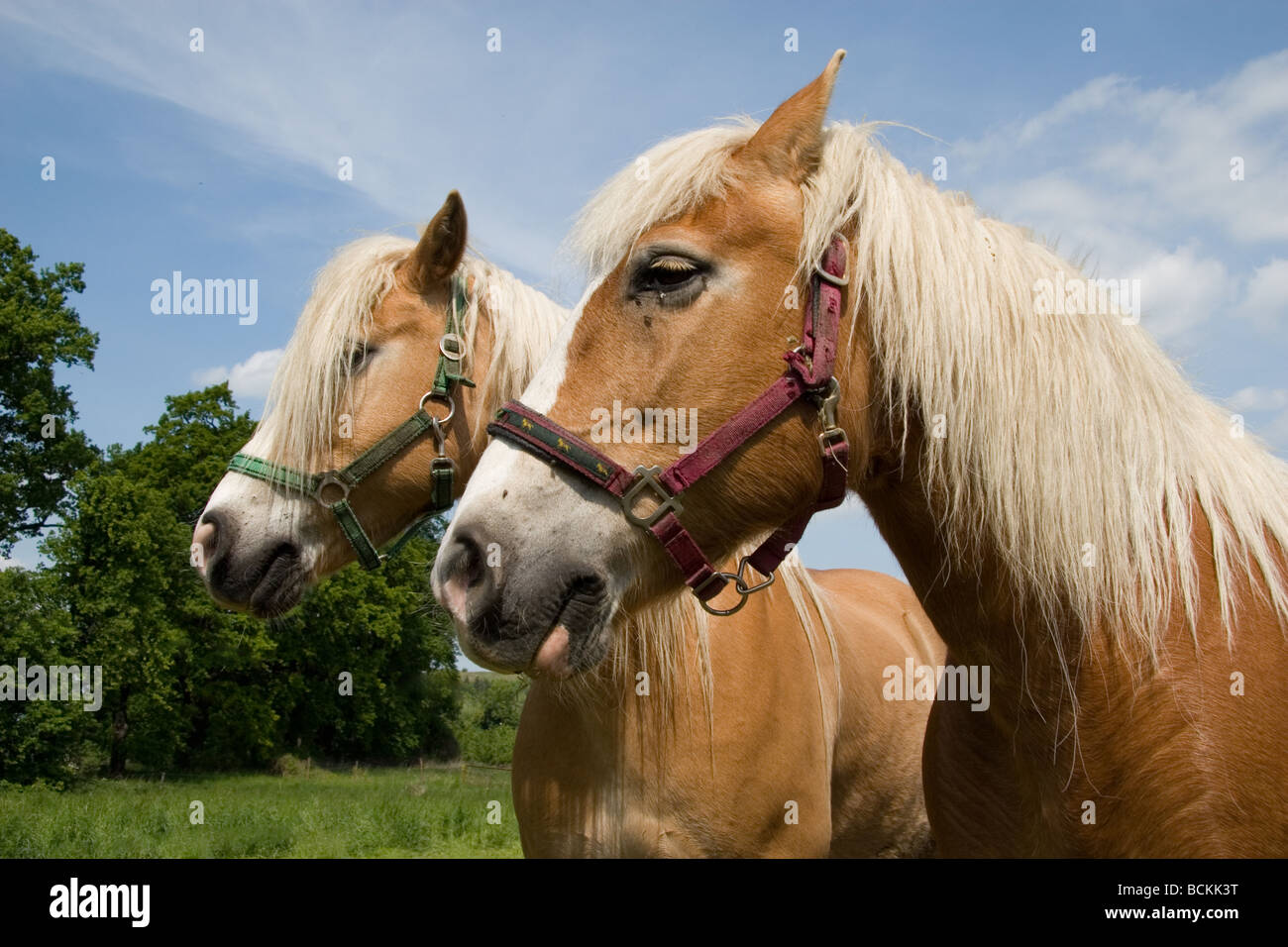 Rider haflinger hi-res stock photography and images - Alamy