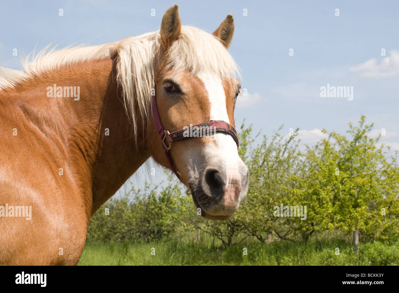 Rider haflinger hi-res stock photography and images - Alamy