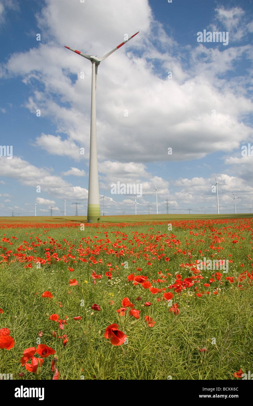 Windmill and poppy Stock Photo - Alamy
