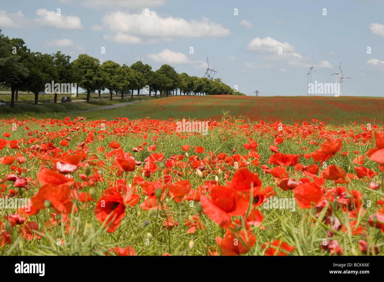Poppy on the road Stock Photo - Alamy