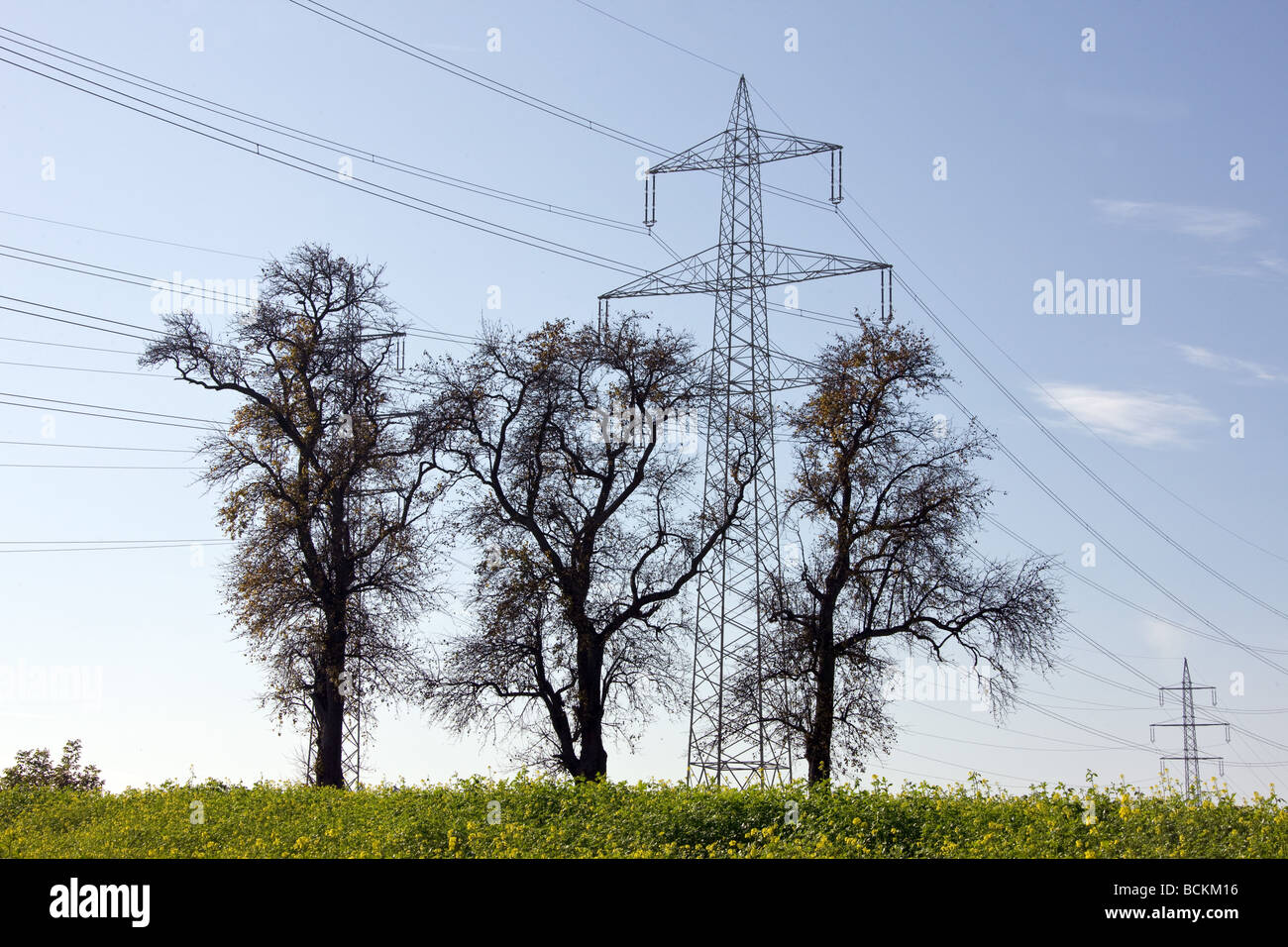 Poles of a power line behind trees Stock Photo - Alamy