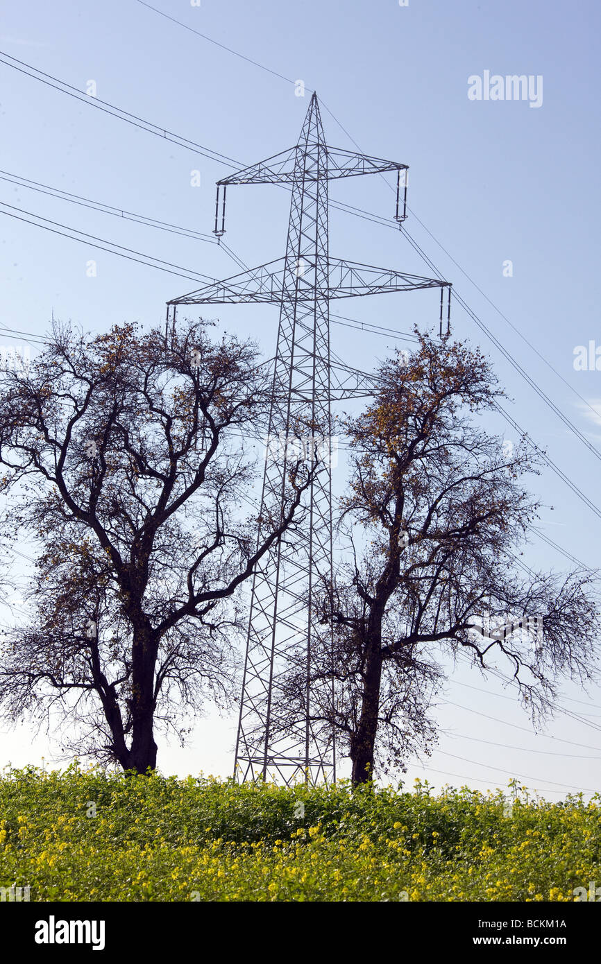Poles of a power line behind trees Stock Photo - Alamy
