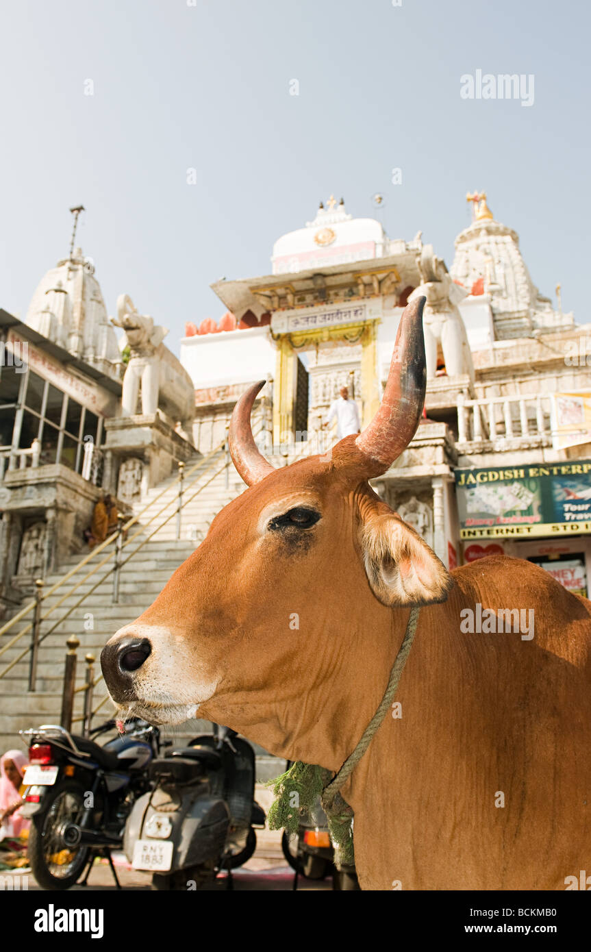 Cow at temple hi-res stock photography and images - Alamy