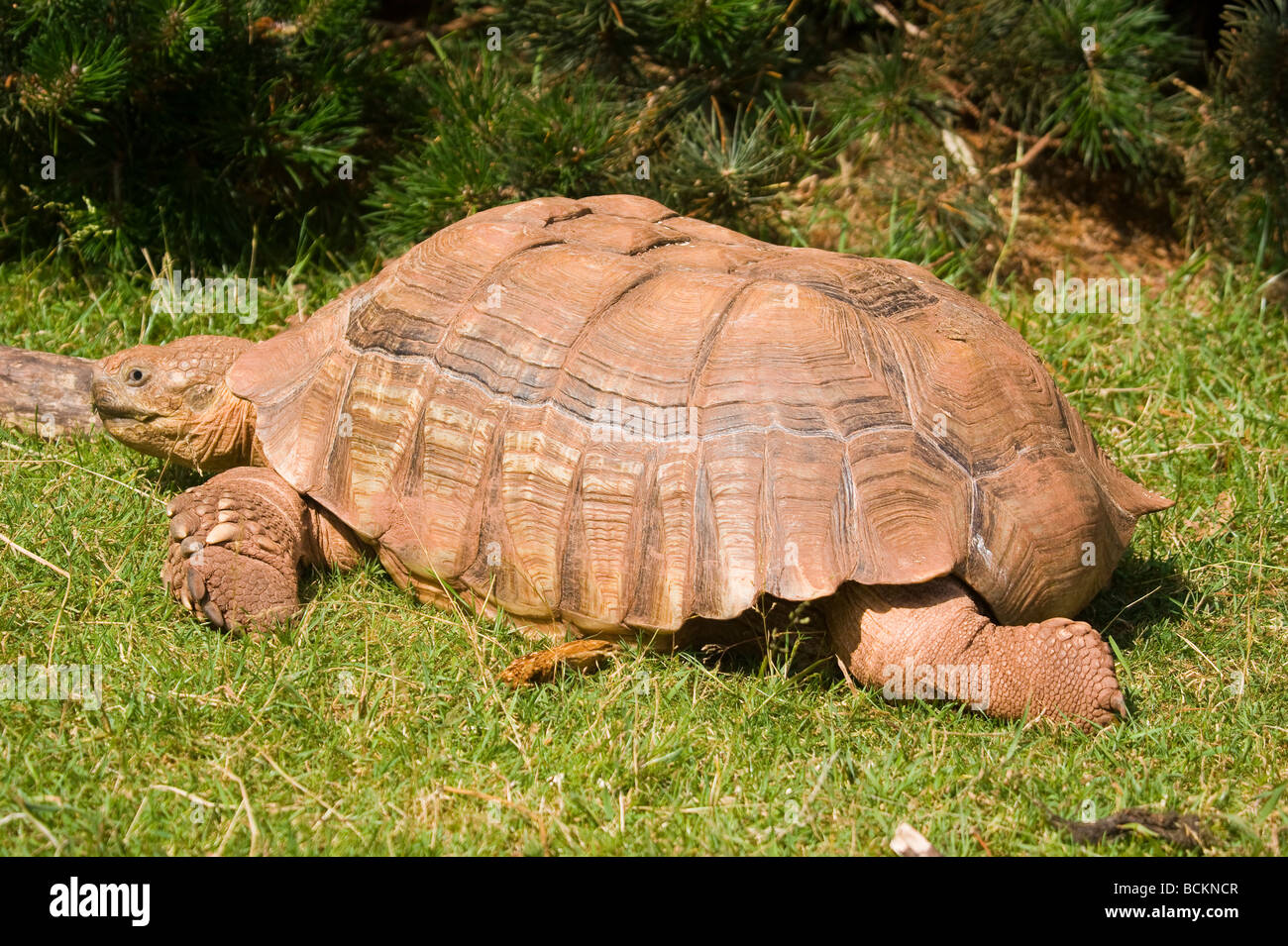 African tortoise hi-res stock photography and images - Alamy