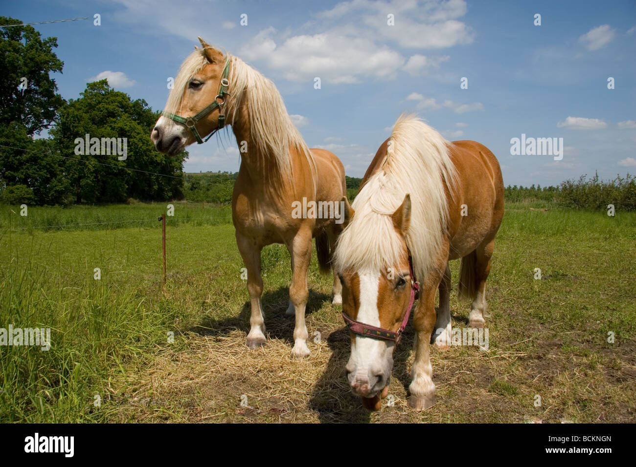 Double bridle hi-res stock photography and images - Alamy