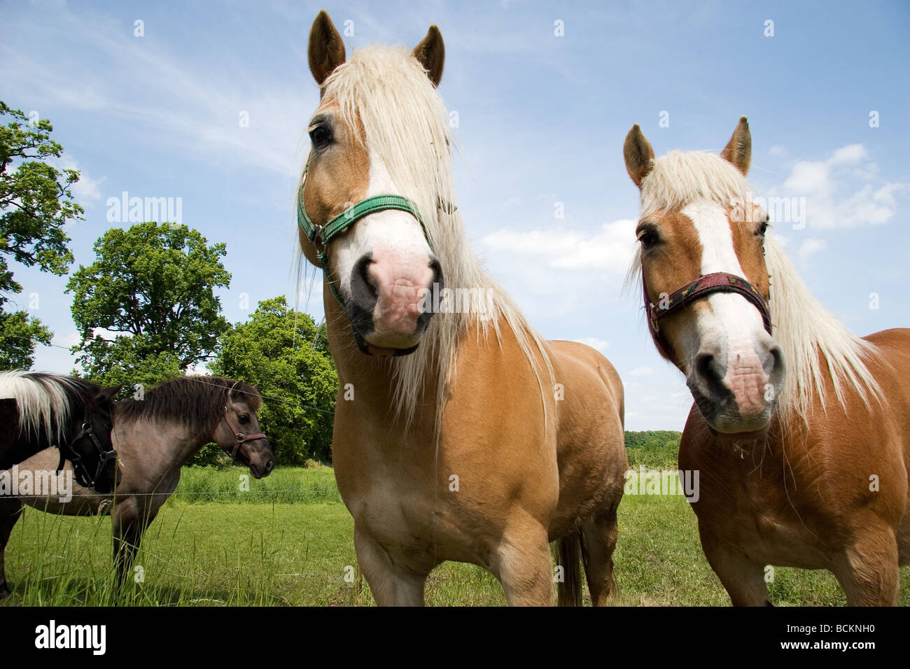 Four horses rides hi-res stock photography and images - Alamy