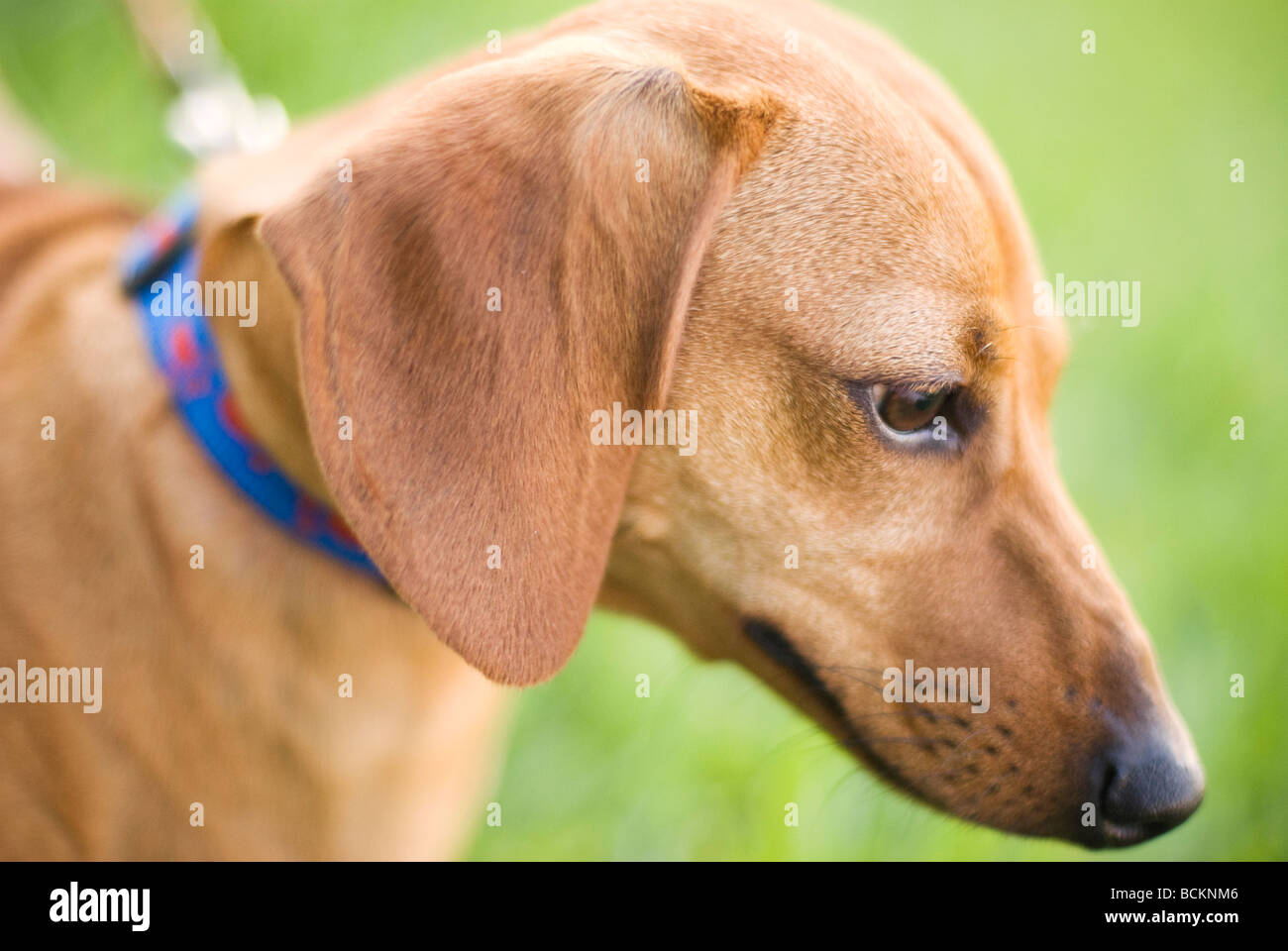 portrait of dachshund dog Stock Photo - Alamy