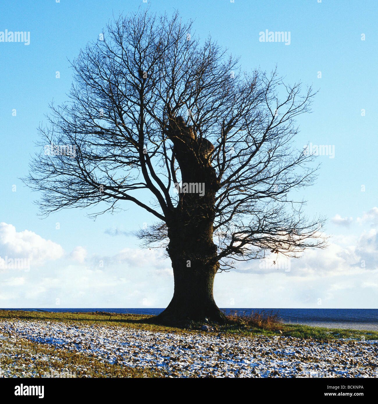 Tree in winter Stock Photo - Alamy