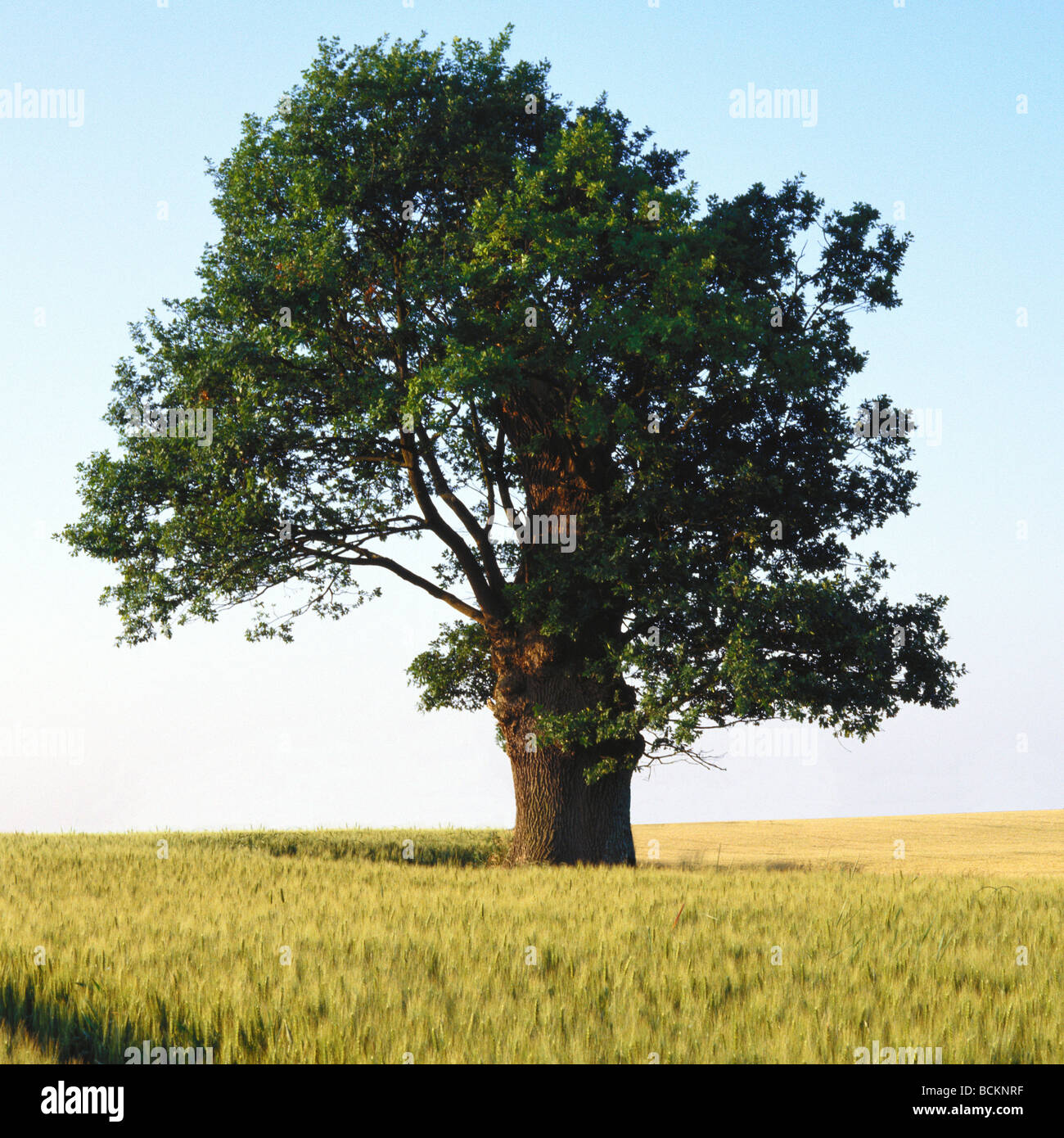 Tree in spring Stock Photo - Alamy