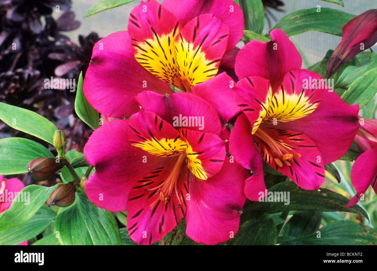 Alstroemeria 'Adonis' dwarf specimen, red flower flowers garden plant ...