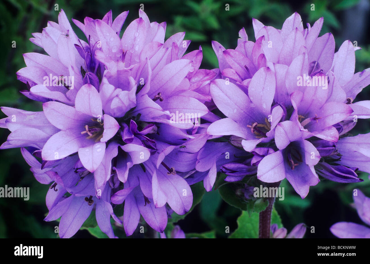 Campanula glomerata 'Caroline' blue flower flowers garden plant plants ...