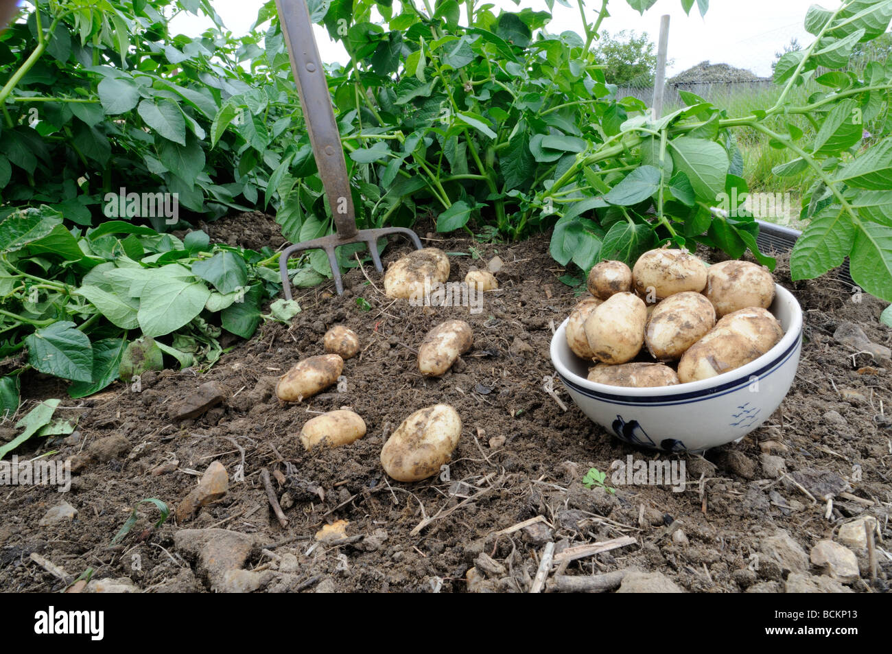 First early new potatoes Arran Pilot freshly dug tubers in china bowl ...