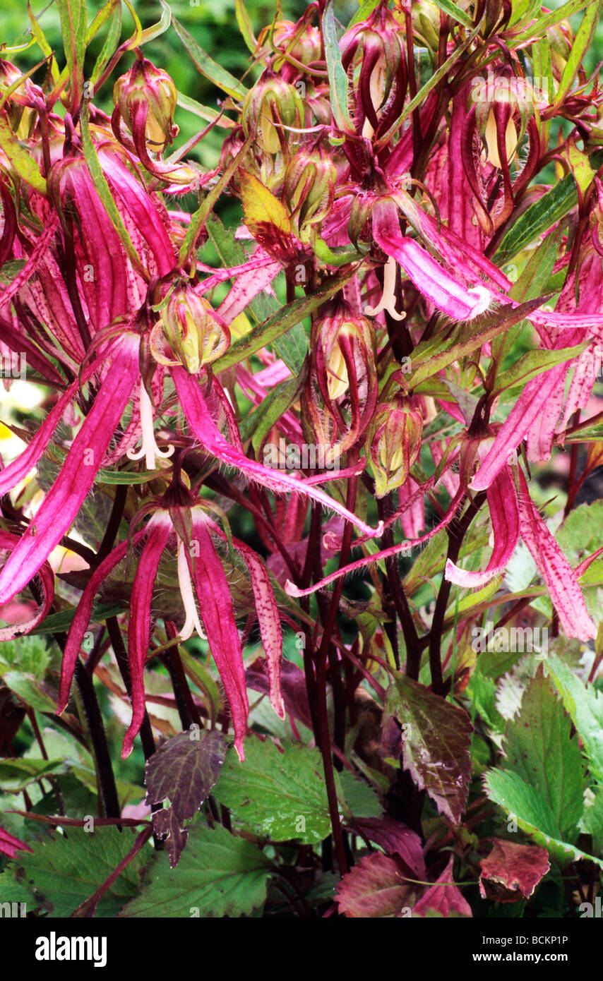 Campanula 'Pink Octopus' dark pink flower flowers garden plant plants ...