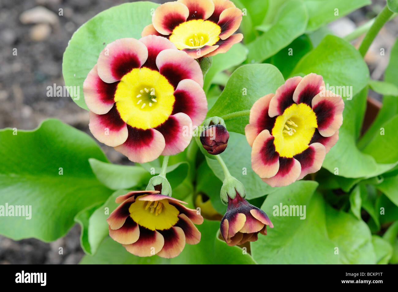 Primula Auricula High Resolution Stock Photography and Images - Alamy