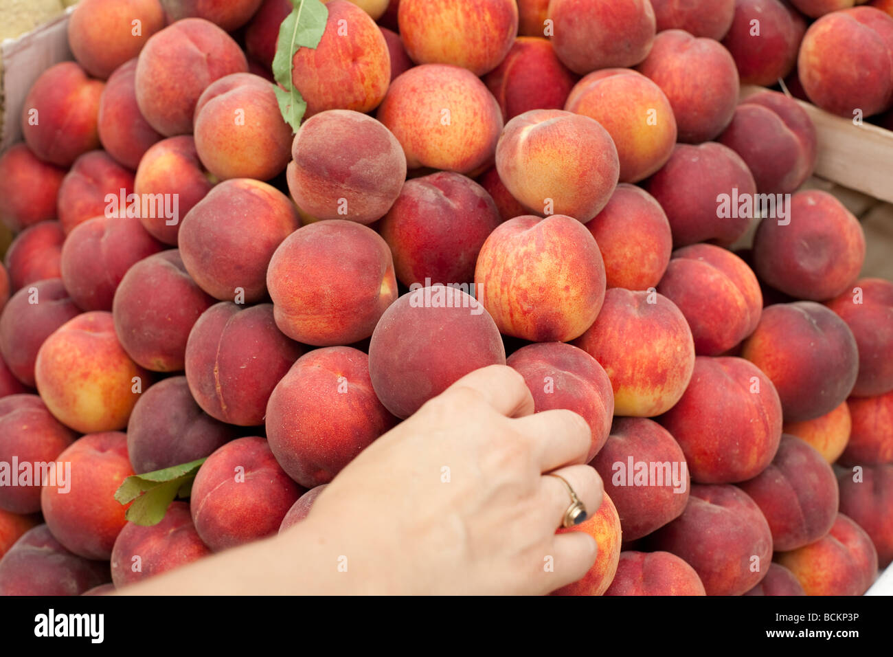 Naturally grown fruits sold on the market Lovely fresh picked peaches ...