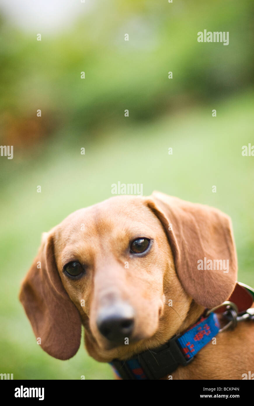 portrait of dachshund dog Stock Photo - Alamy