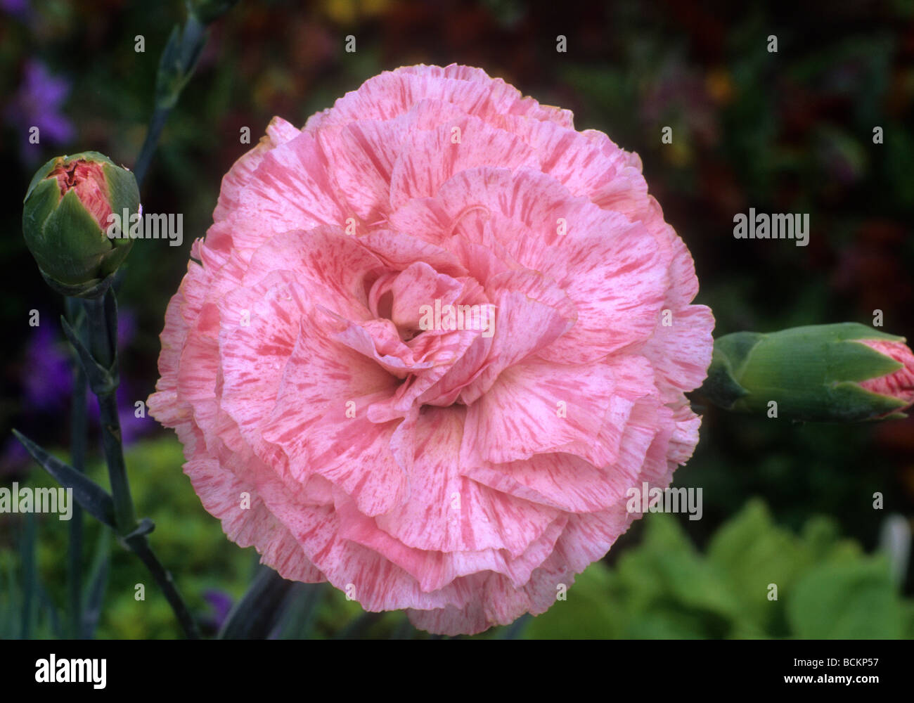 Dianthus 'Strawberries and Cream' pink carnation flower flowers garden ...