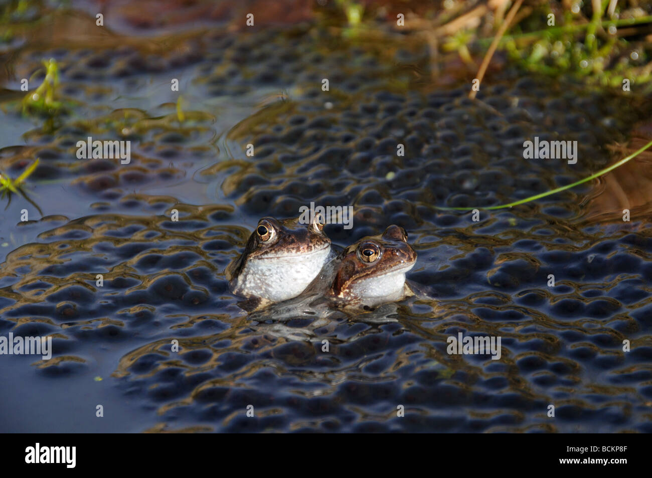Garden wildlife Frogs common frog rana temporaria adults in mating ...
