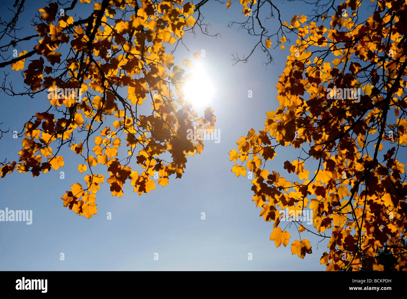 Beautiful landscape Forest with Solar beams making the way through the ...