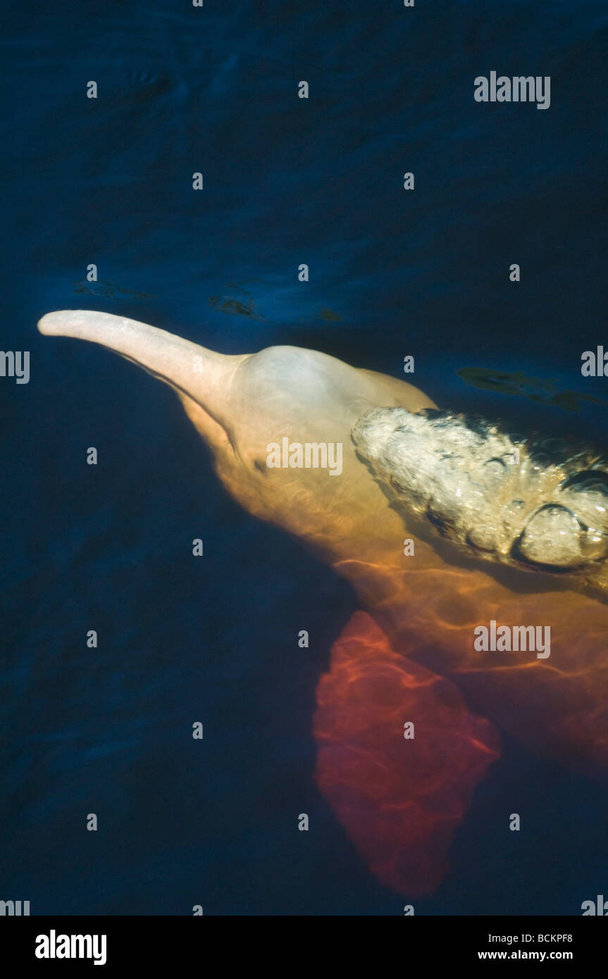 Amazon River Dolphin (Inia geoffrensis) Adult with deformed beak rises ...
