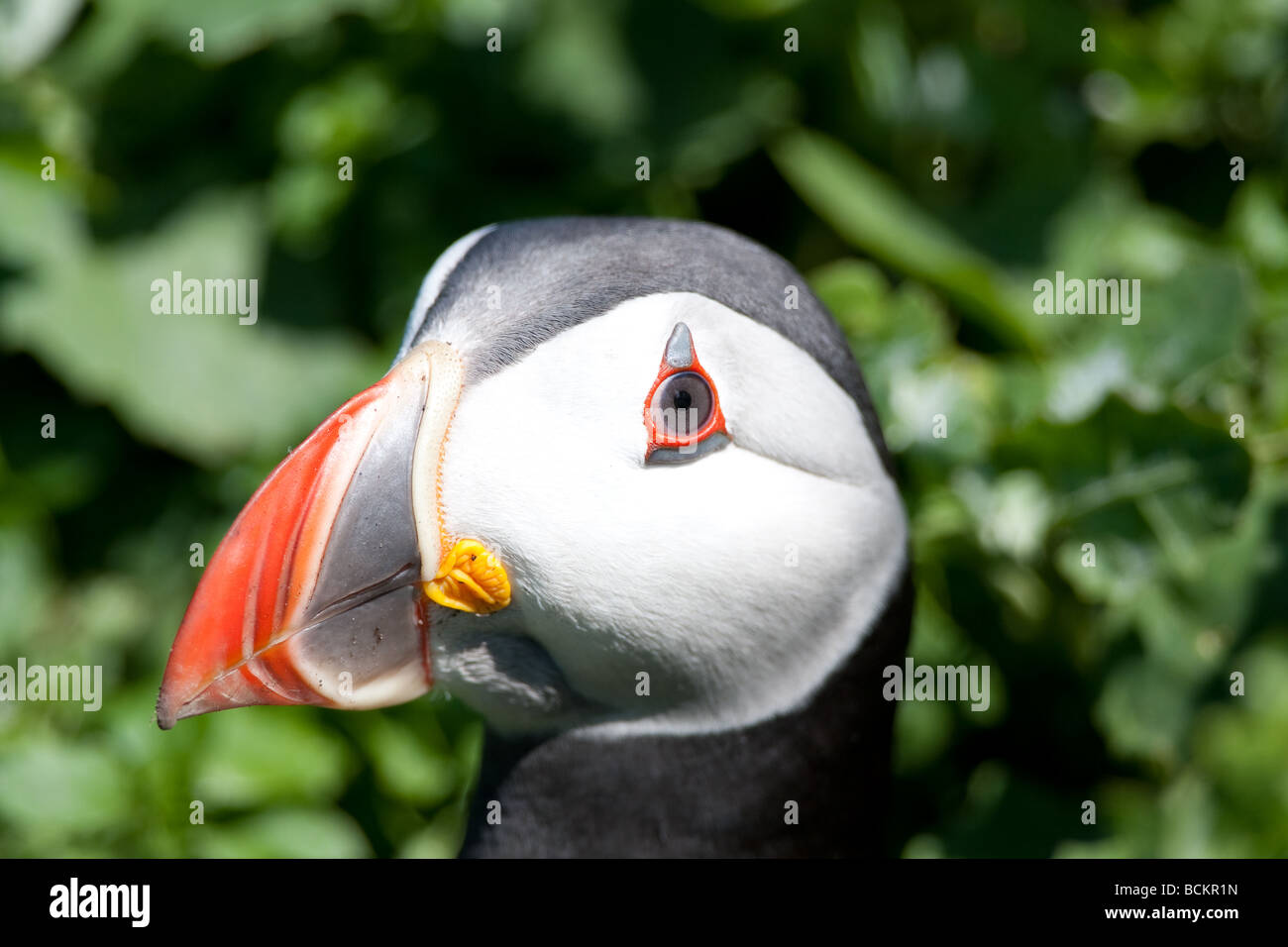 Puffin head, taken in the Farne Islands off the Northumberland coast of ...