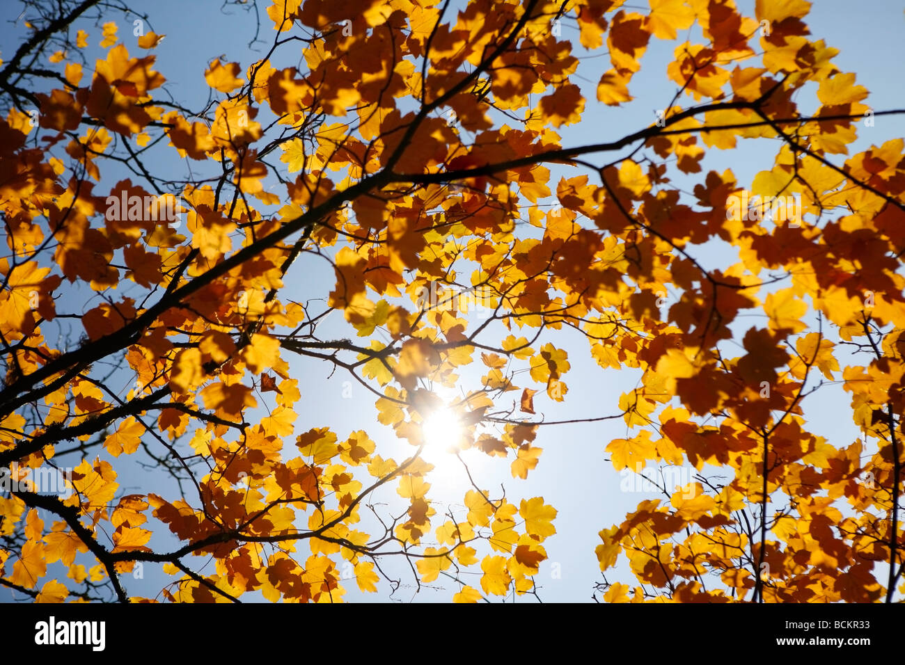 Beautiful landscape Forest with Solar beams making the way through the ...