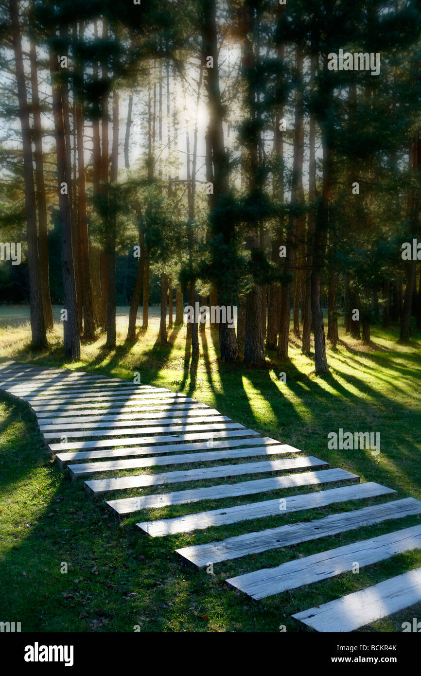 Beautiful landscape Forest with great colors and soft focus perspective ...