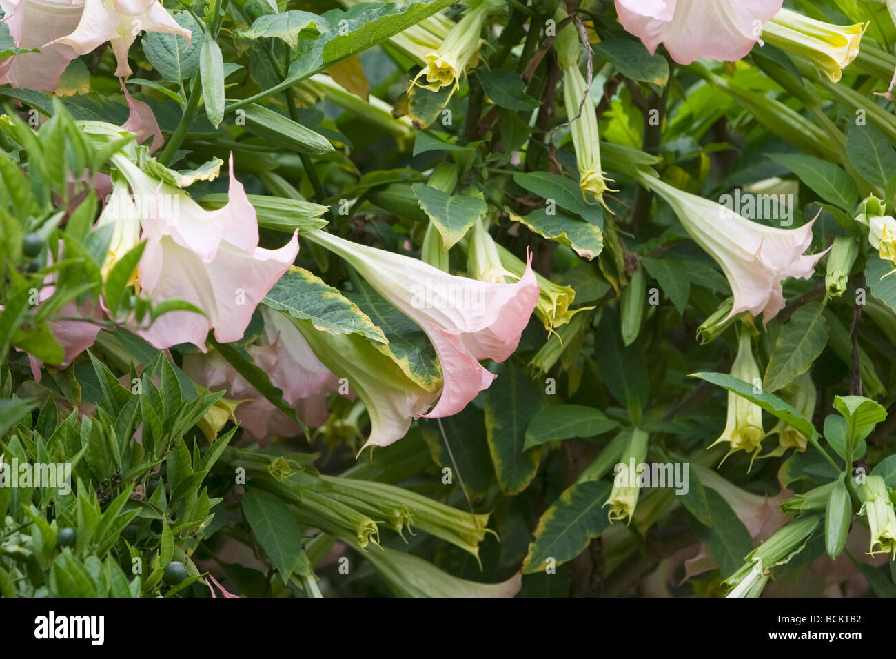 Angel's Trumpet Flowers Stock Photo - Alamy