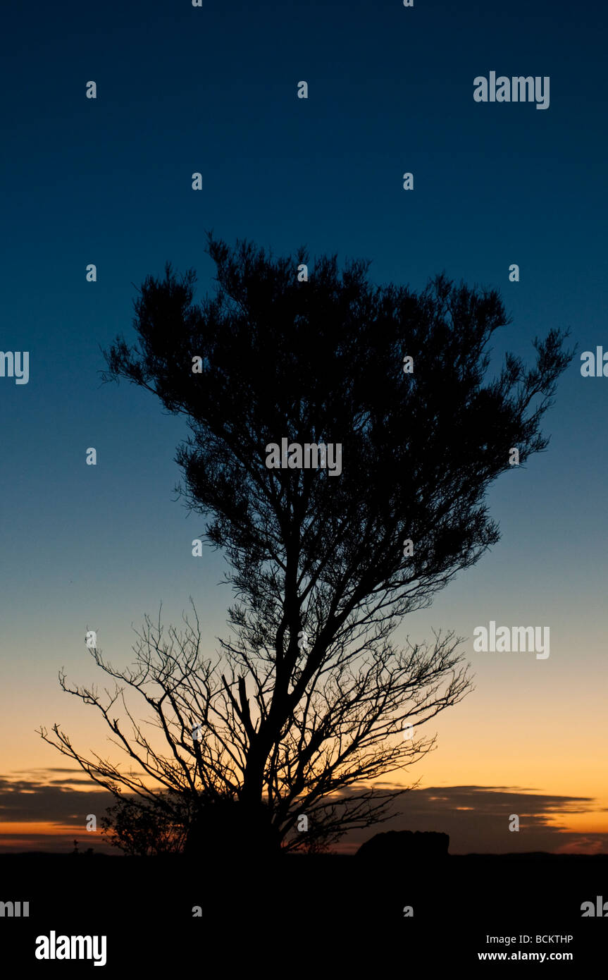 Tree at sunset in the outback NSW Australia Stock Photo - Alamy