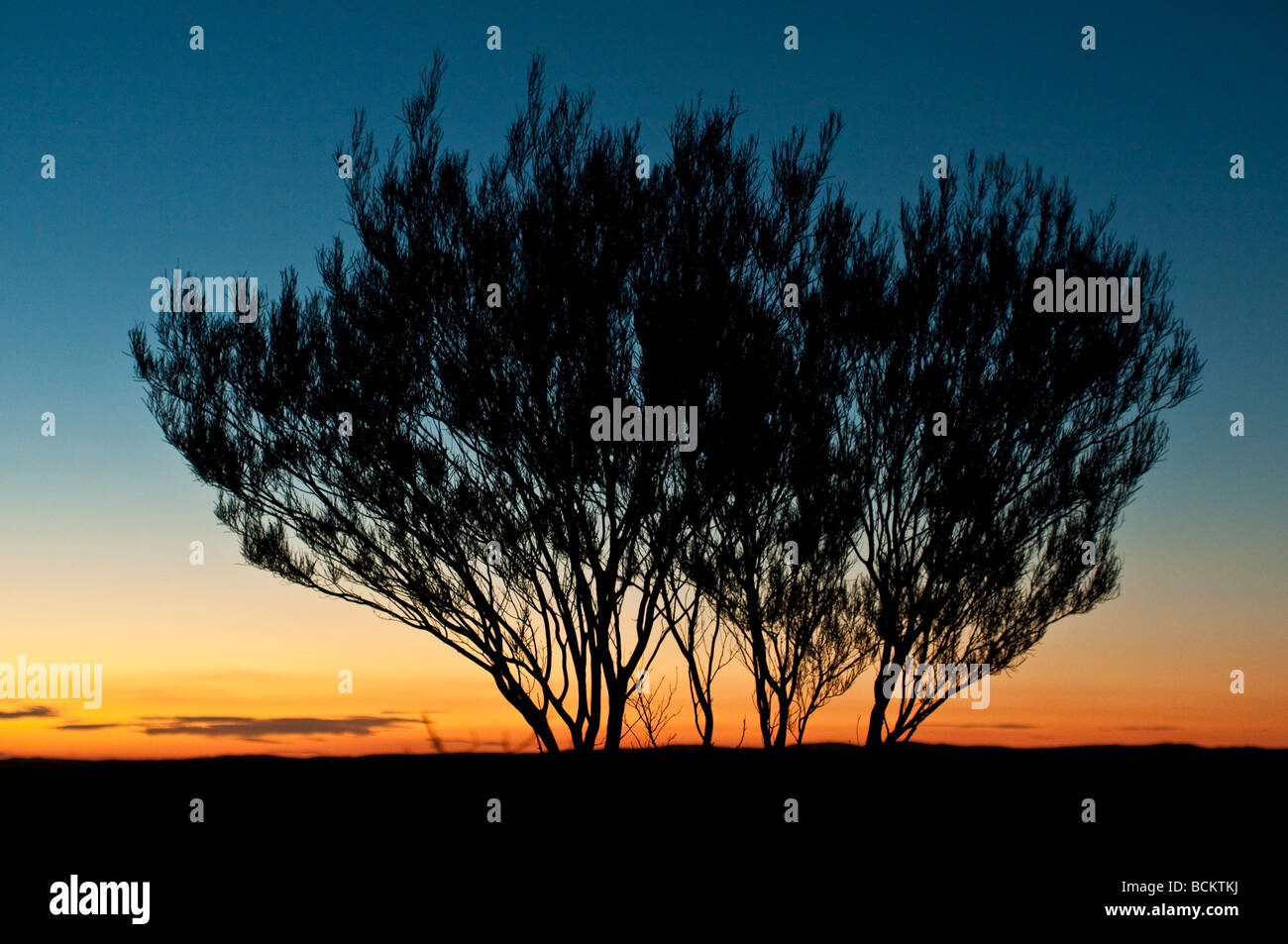 Sunset tree australia hi-res stock photography and images - Alamy