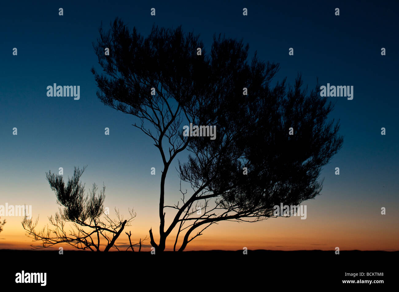 Australia tree outback hi-res stock photography and images - Alamy