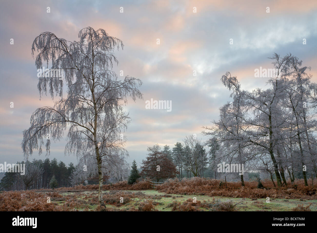 Silver birch forest hi-res stock photography and images - Alamy
