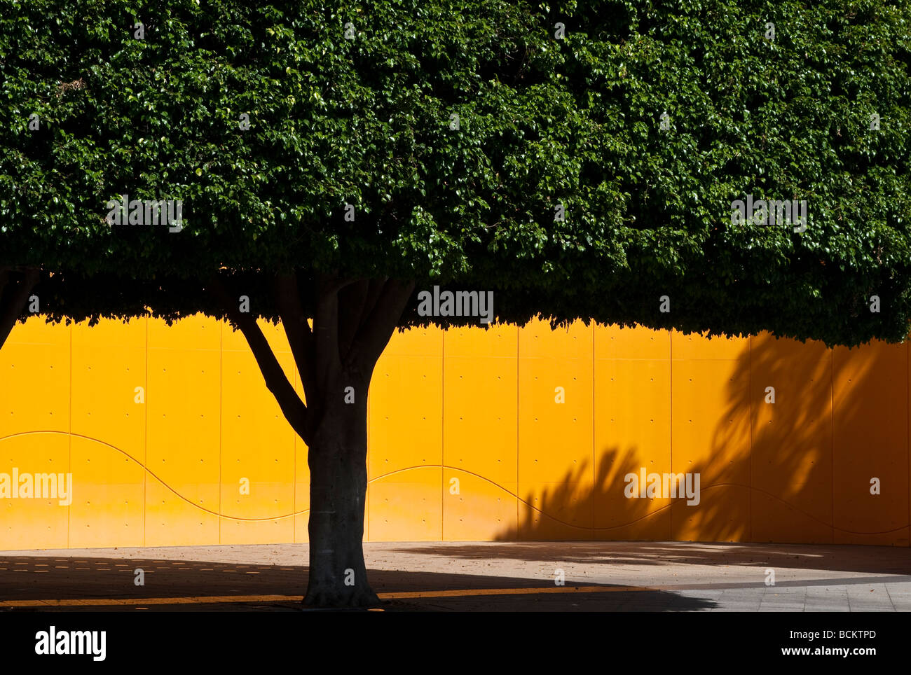 Trimmed yew tree and yellow wall Sydney Australia Stock Photo - Alamy
