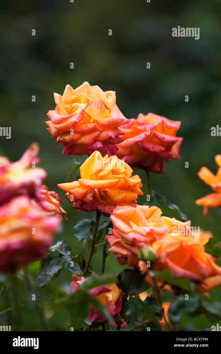 Rose Flowers Orange and Red Stock Photo - Alamy
