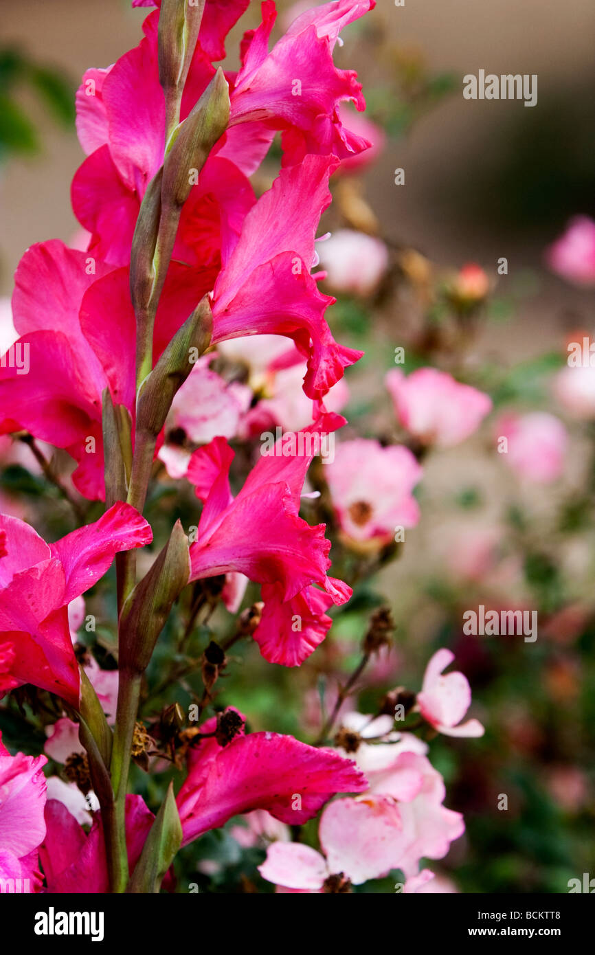 Pink Gladiola Flowers Stock Photo - Alamy
