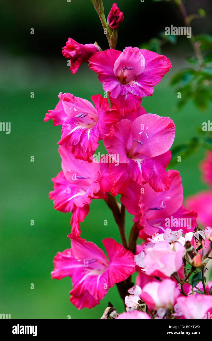 Pink gladiola hi-res stock photography and images - Alamy