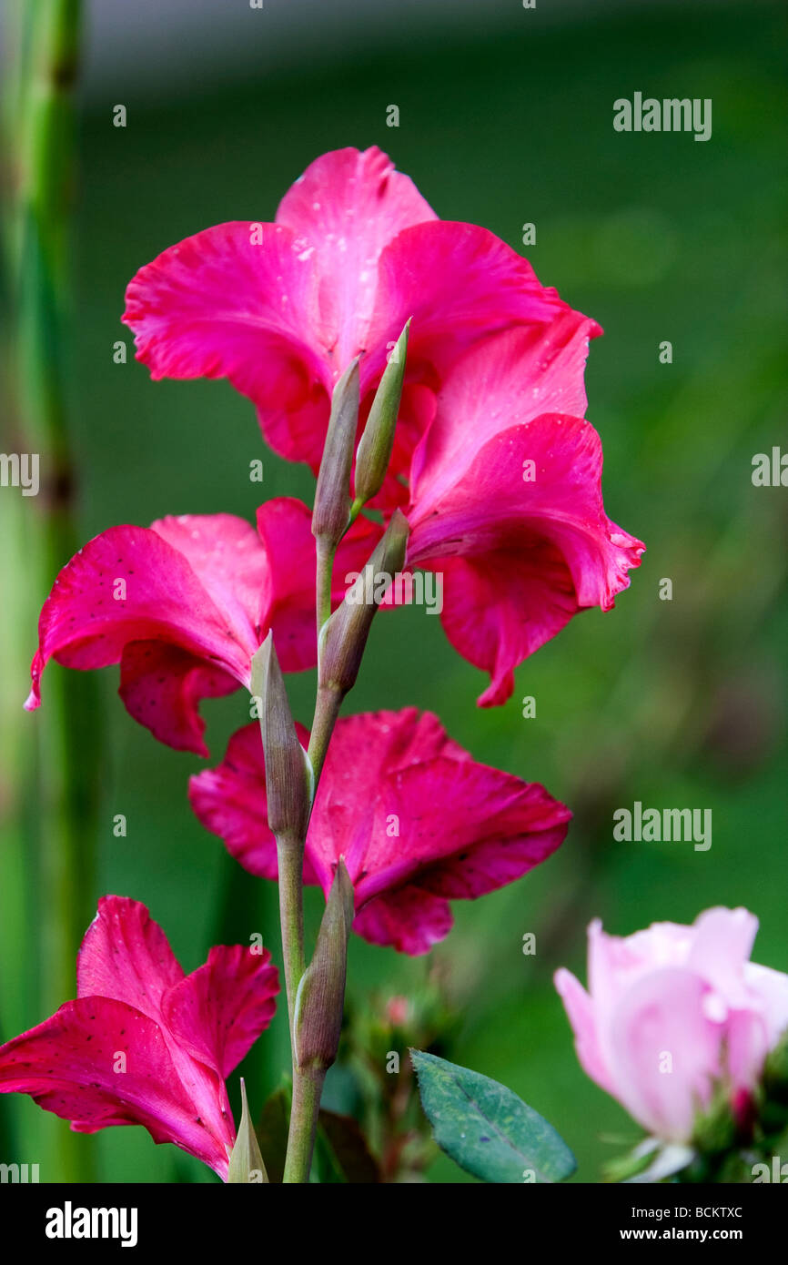 Pink gladiola hi-res stock photography and images - Alamy