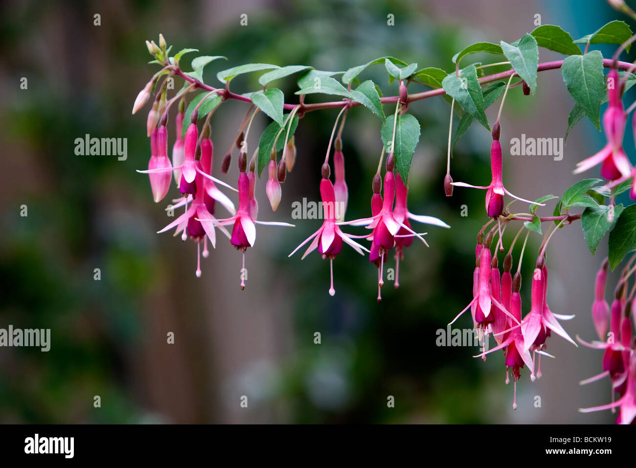 Intense red leaves hi-res stock photography and images - Alamy