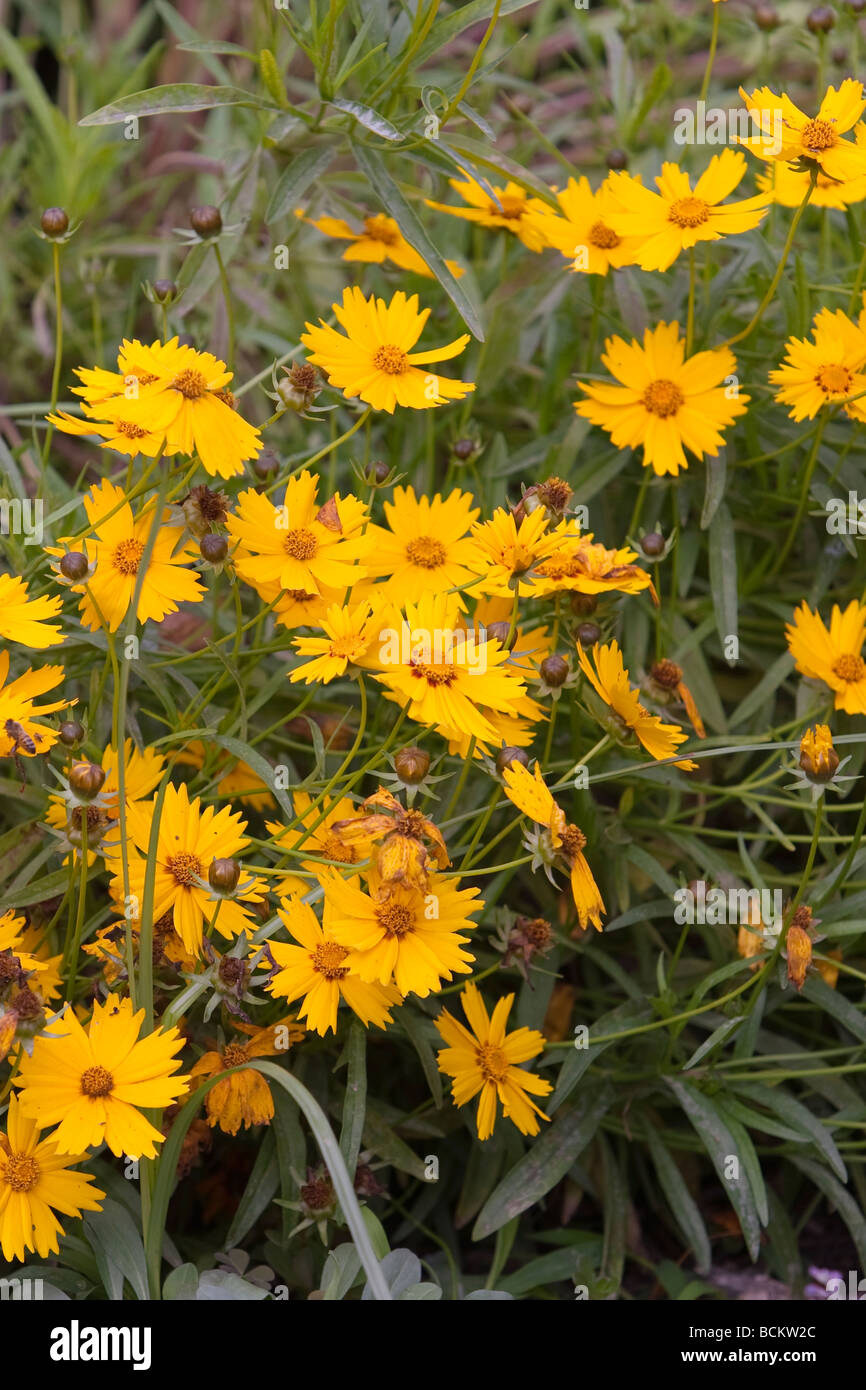 Calliopsis flowers hi-res stock photography and images - Alamy