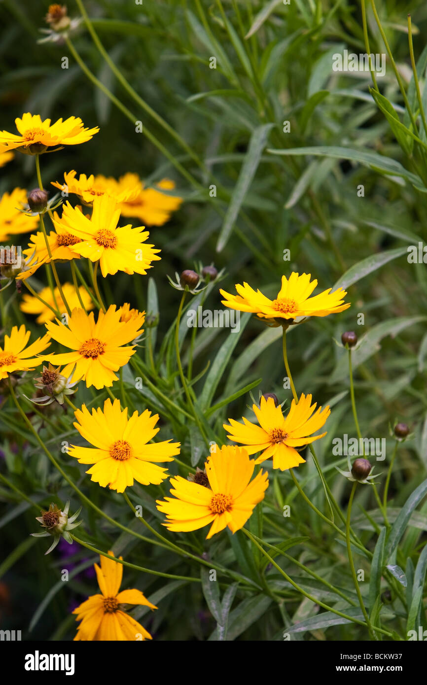 Yellow Coreopsis Flowers Stock Photo - Alamy