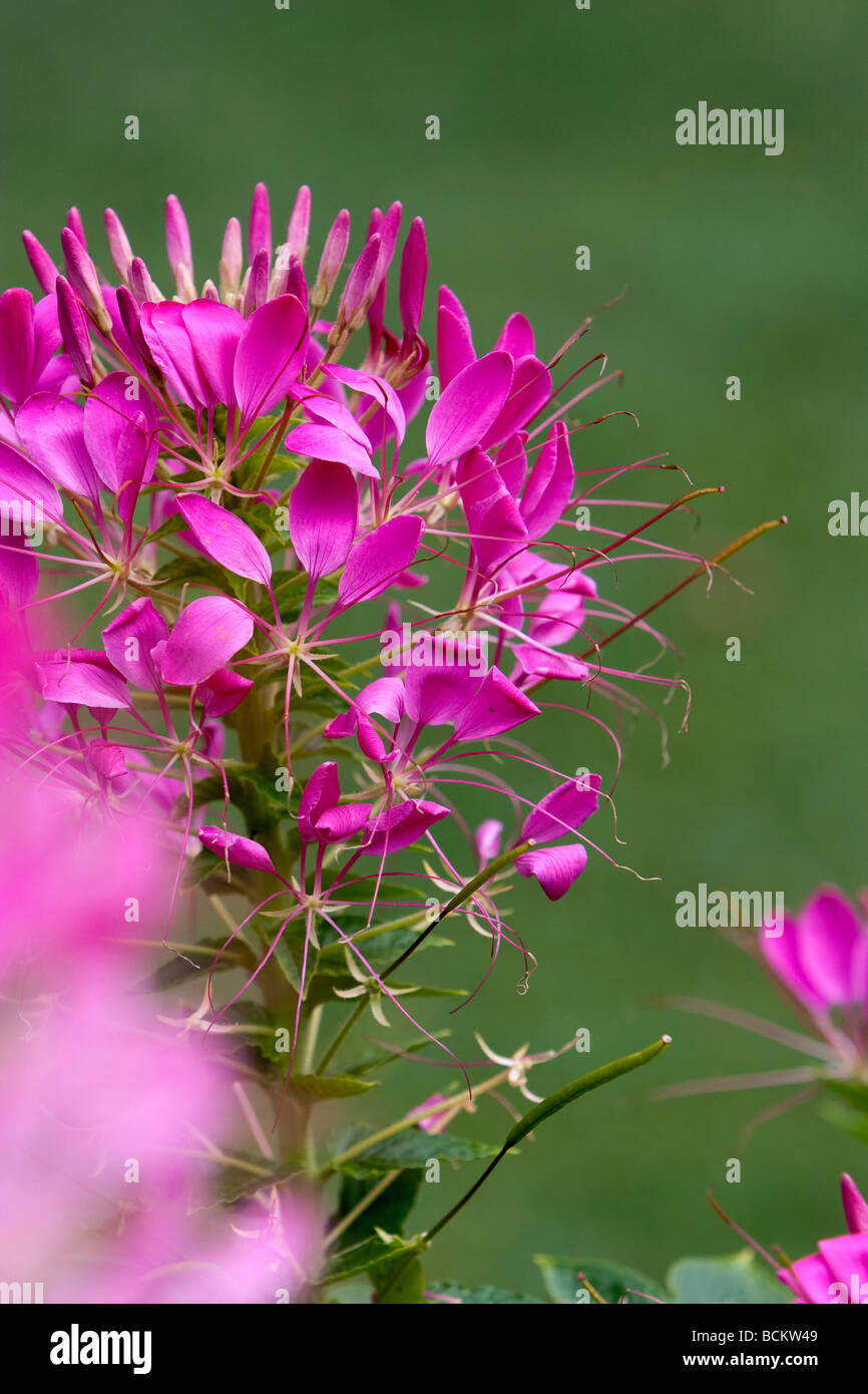 Pink Cleome Flower also known as Spider Flower Stock Photo - Alamy