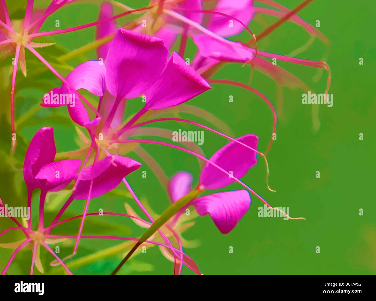 Pink Cleome Flower also known as Spider Flower Watercolor Version Stock ...